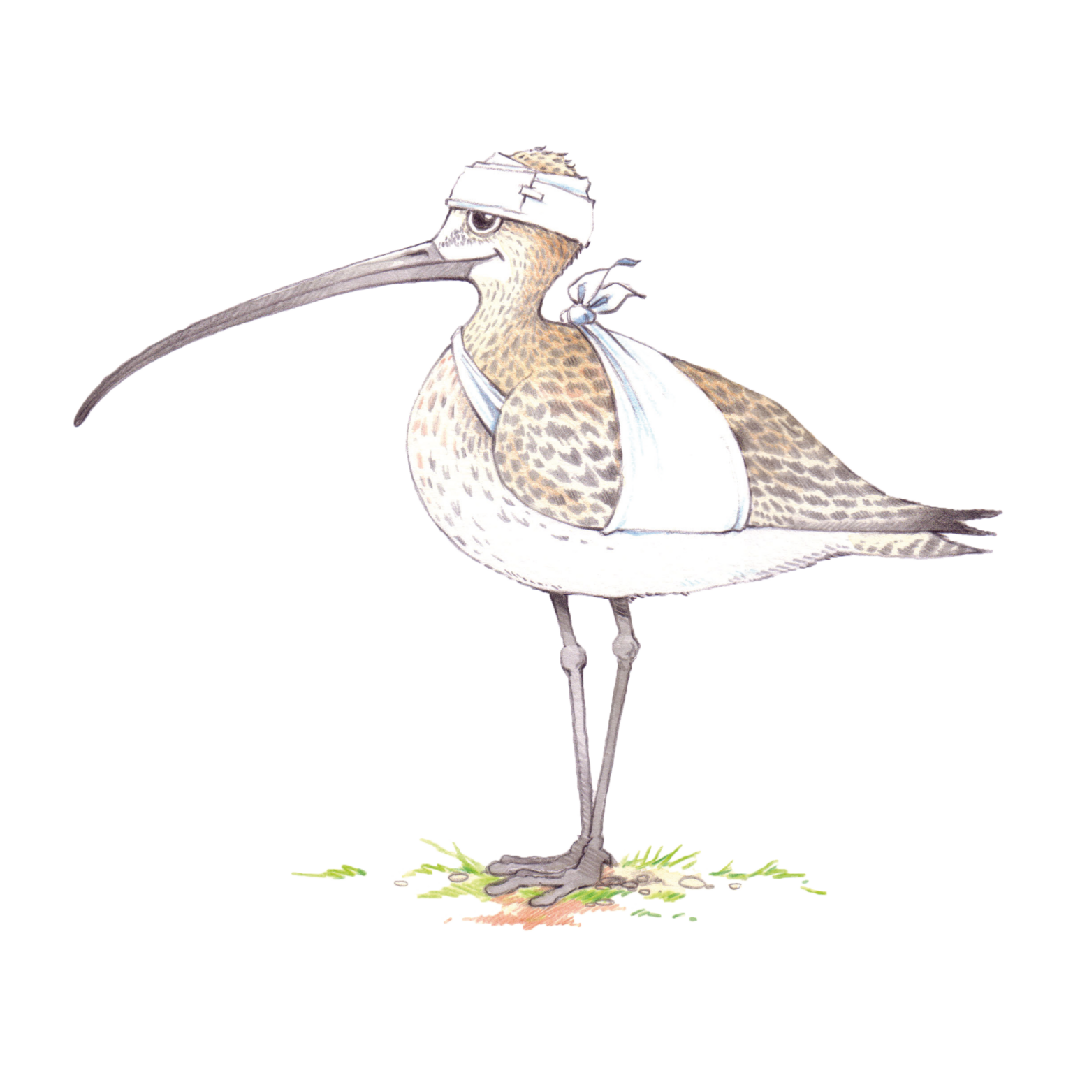 Vogelopvang De Wulp – v/h vogelasiel De Wulp